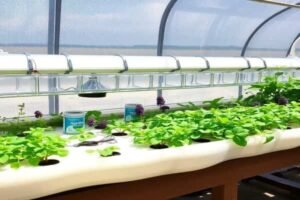 How to Build an Aquaponics System Step by Step: Ultimate Guide ...